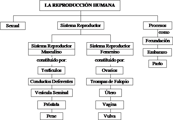 Mapa Conceptual De ReproducciÓn Humana