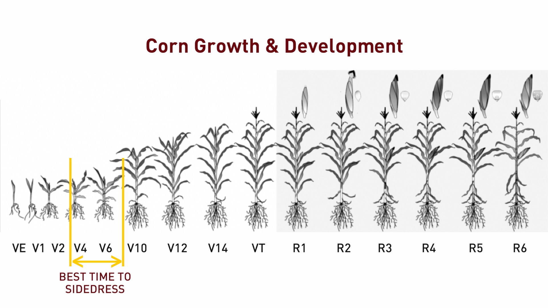 Split Applying Nitrogen For Corn Three Keys For Successful Sidedress