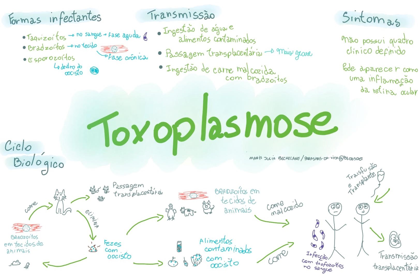 Toxoplasmose E O Toxoplasma Gondii