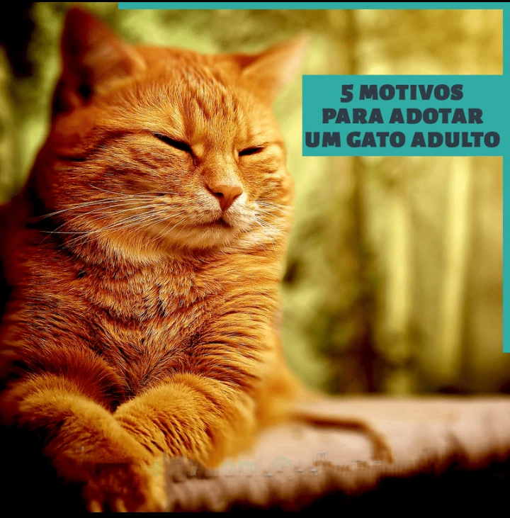 5 Motivos Para Adotar Um Gato Adulto ~ Dicas Para O Seu Animal De Estimação