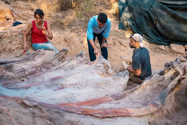 Giant Sauropod Dinosaur Skeleton Unearthed In Portugal Geology In