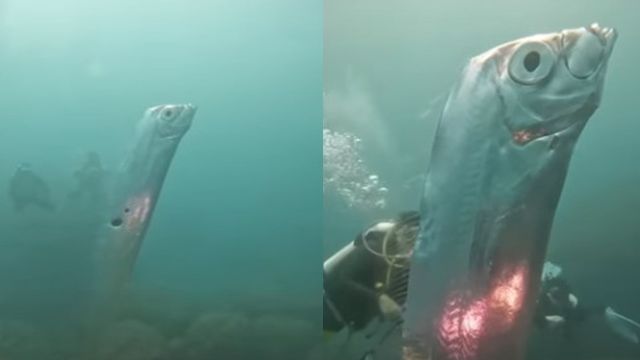 Divers Encounter Enormous ‘doomsday Deep Sea Fish Off The Coast Of