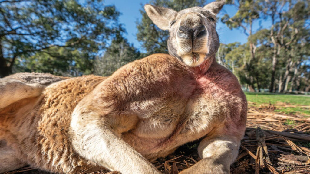 Cangurus Machos Cortejam As Fêmeas Com Poses Para Exibir Os Seus