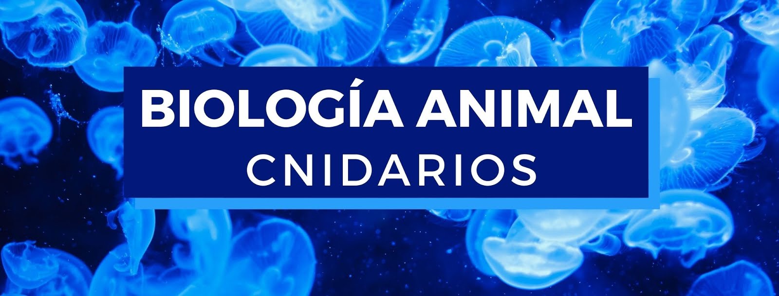 Biología Animal Cnidarios Evolución De Los Cnidarios