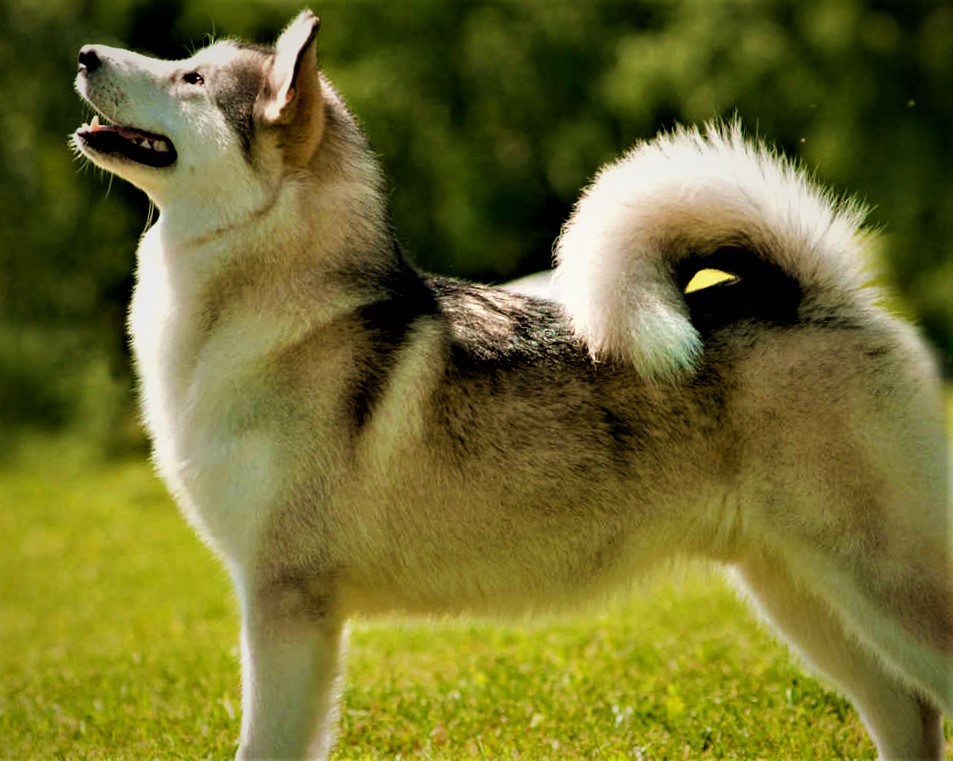 Alaskan Malamute Price Breed Description Personality Teaching