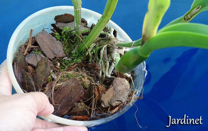 Jardinet Quanto Tempo Leva Para Uma Muda De Orquídea Cattleya Florir