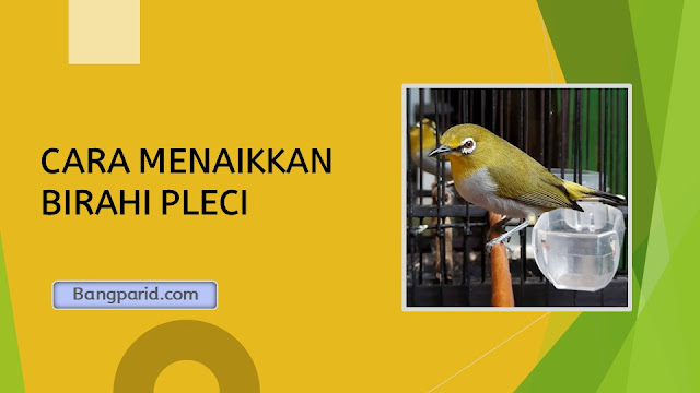 Cara Menaikkan Birahi Burung Pleci Agar Gacor Ngeplong Bang Parid