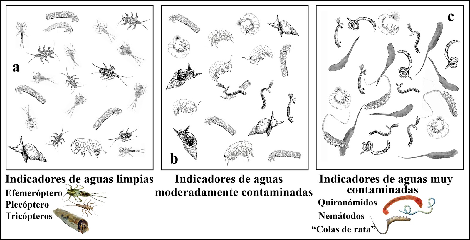 Naturarchives Agosto 2015