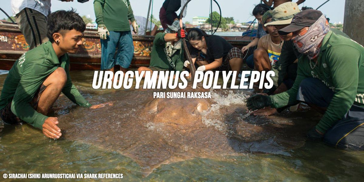 Mengenal Ikan Pari Sungai Raksasa Urogymnus Polylepis Aquaama