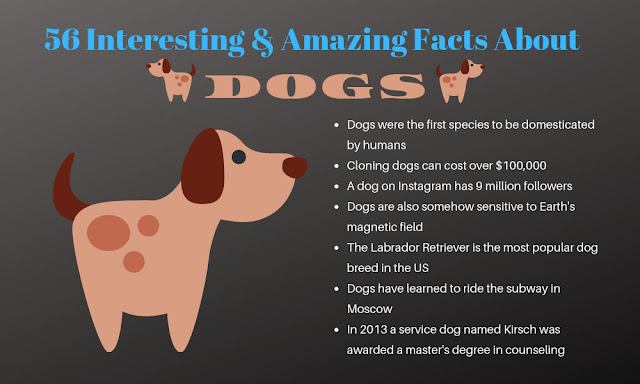 56 Interesting And Amazing Facts About Dogs