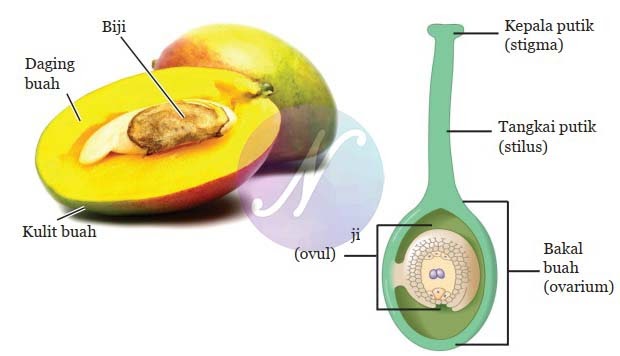 Struktur Dan Fungsi Buah Dan Biji