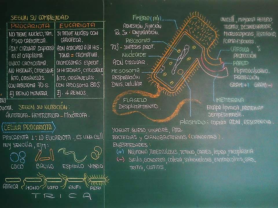 Biología Didáctica Nsc 5° Virus Célula Procariota