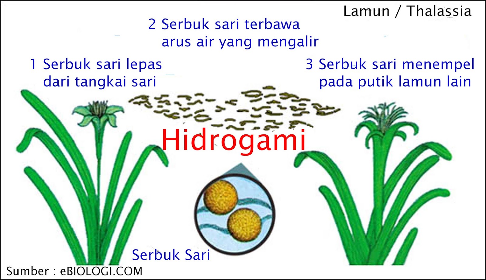 Reproduksi Generatif Pada Tumbuhan Angiospermae Pojok Ipa