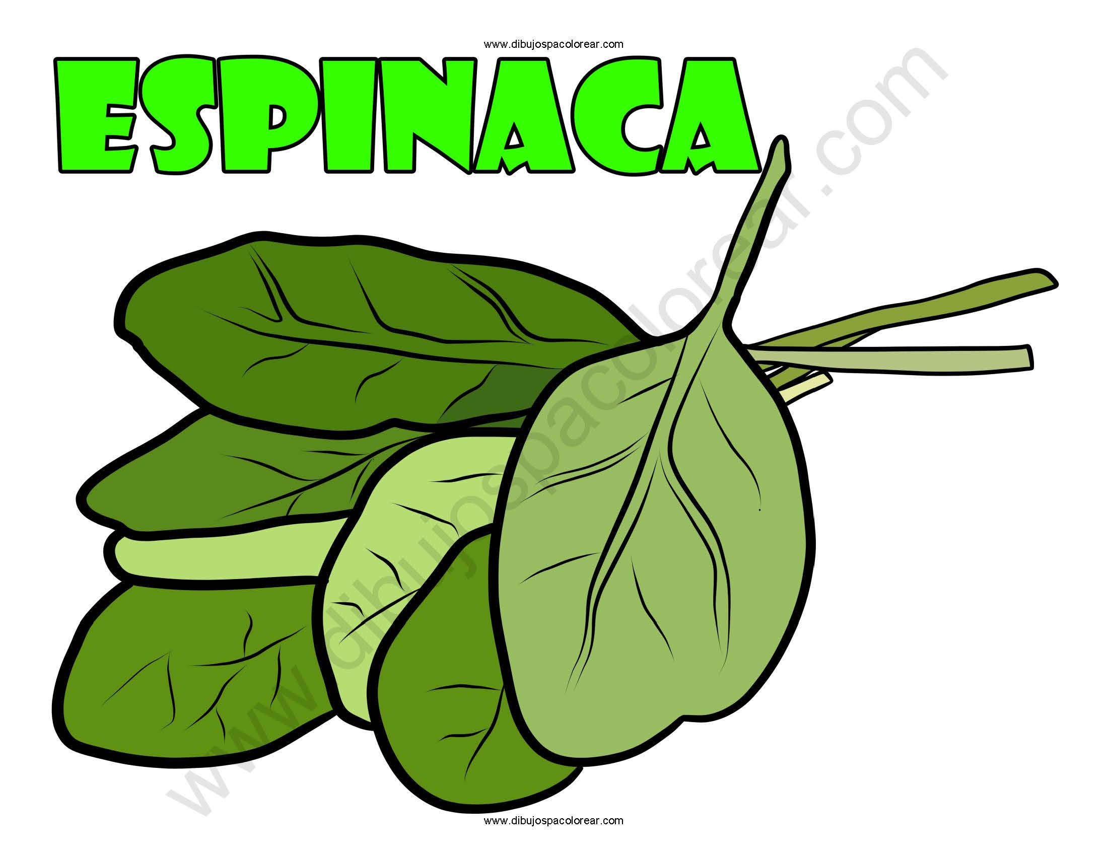 Espinaca Dibujo A Color Y Para Colorear