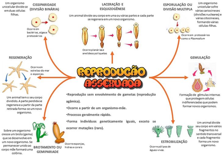 ReproduÇÃo Assexuada E Sexuada