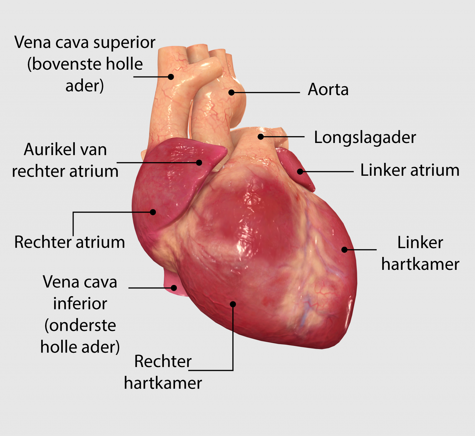 Hoe Werkt Het Hart Healthy