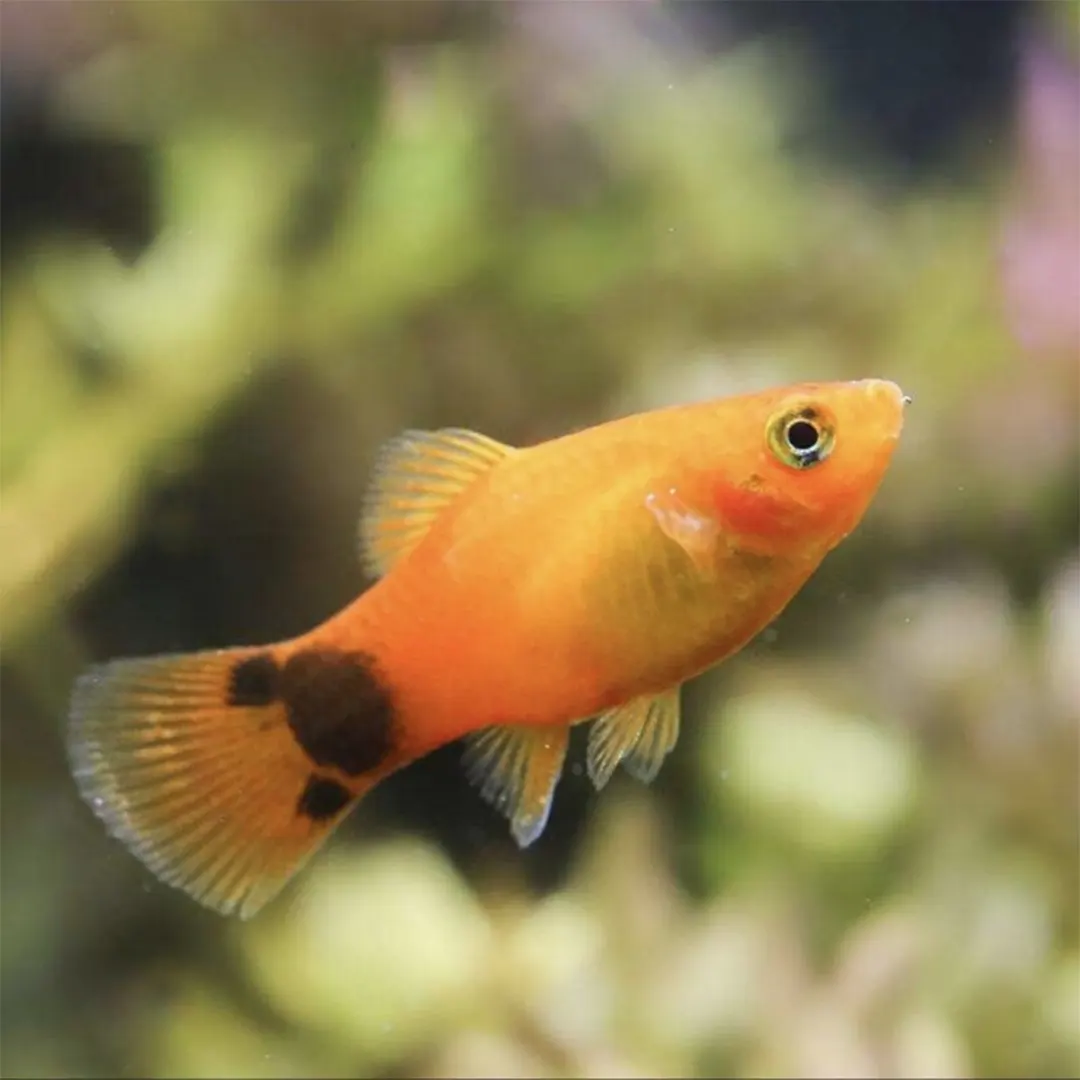 Molly Fish Poecilia Sphenops A Fascinating Guide To Breeding And