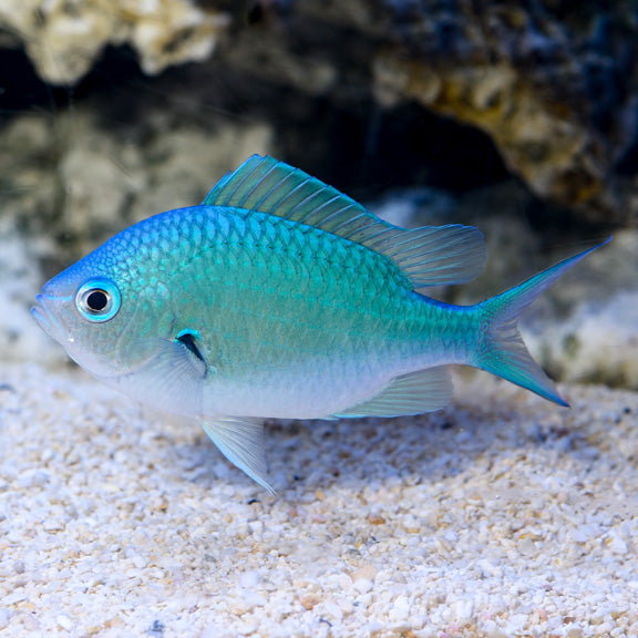 Green Chromis Chromis Sp