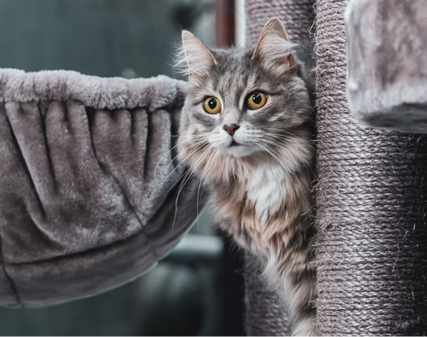 Maine Coon Grooming Made Easy—untamed Shares All The Secrets