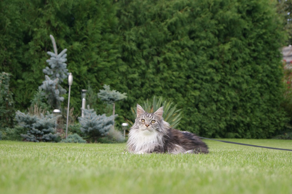 Get The Top Tips You Need On Caring For A Maine Coon