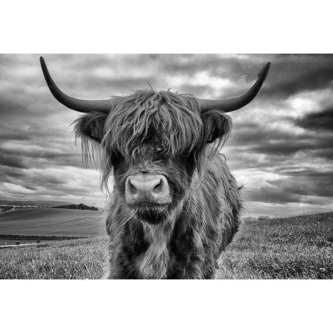 Highland Cow Canvas Wall Art Wall Art Designs