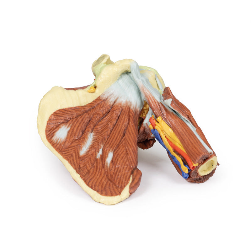 3d Printed Shoulder Model Deep Dissection Of The Left Shoulder Joint