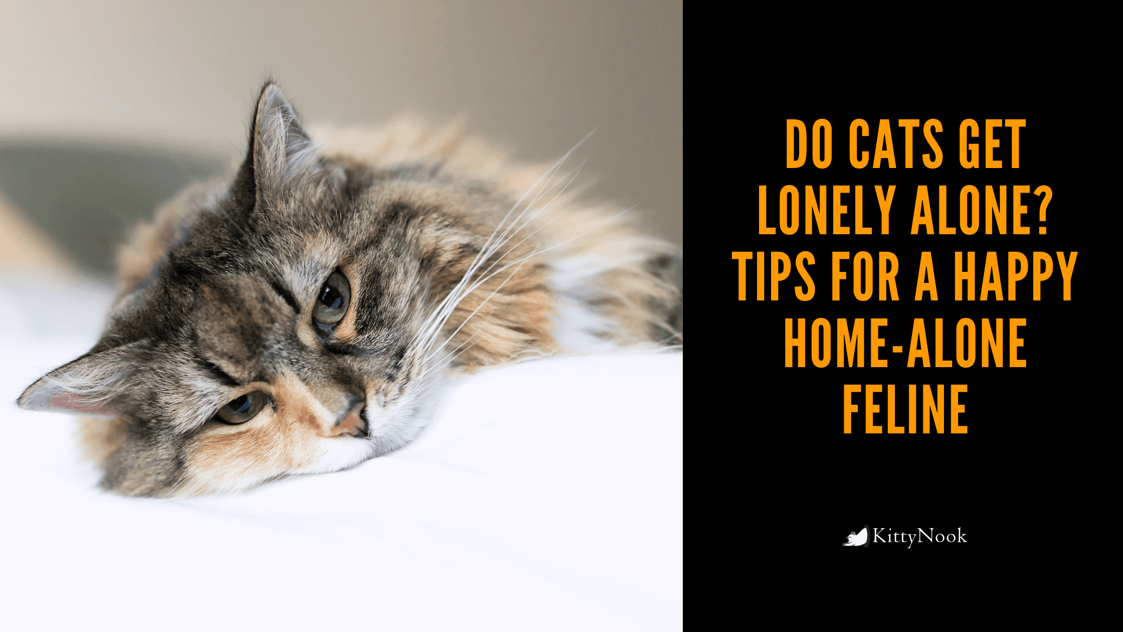 Do Cats Get Lonely Alone Tips For A Happy Home Alone Feline Best Cat