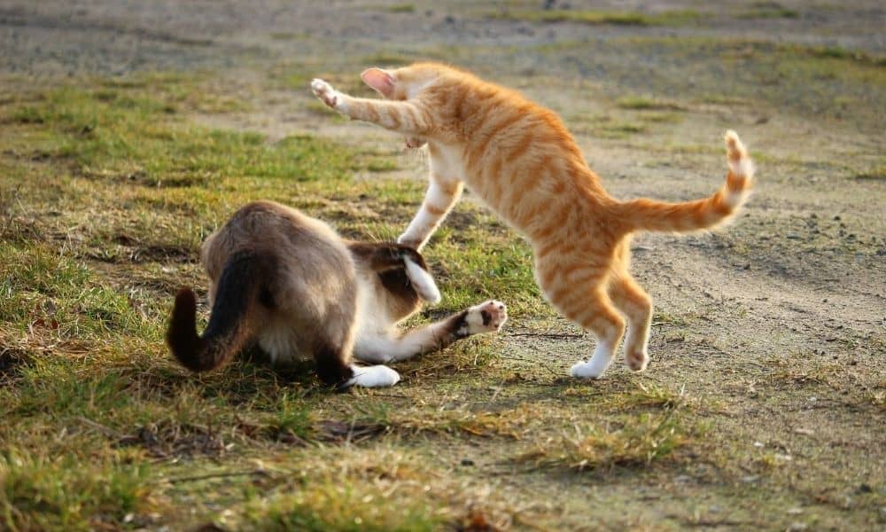 Comment Reconnaître Un Chat Stressé Et Que Faire