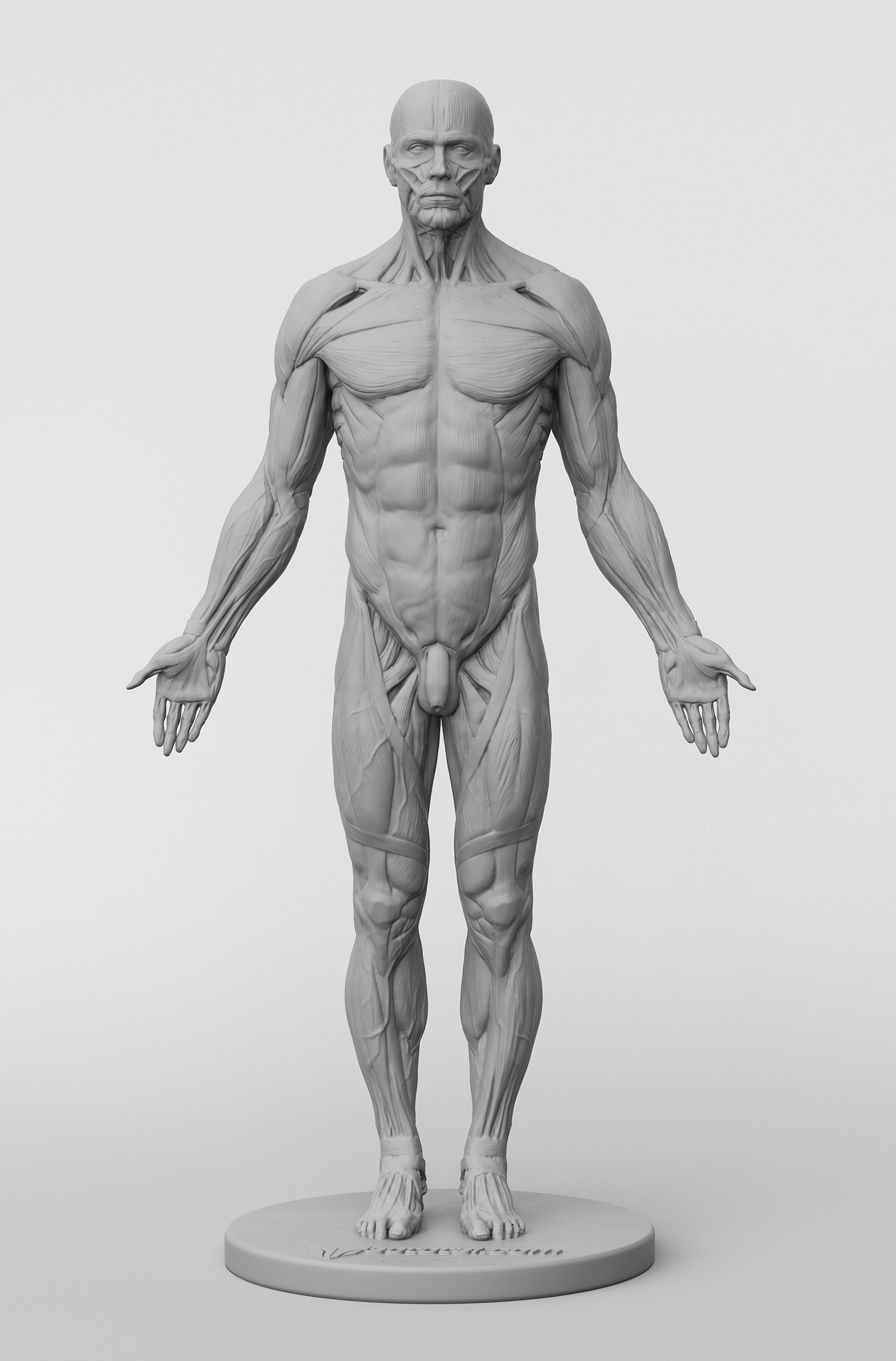 3dtotal Anatomy Male Full Ecorche Figure 3dtotal Shop