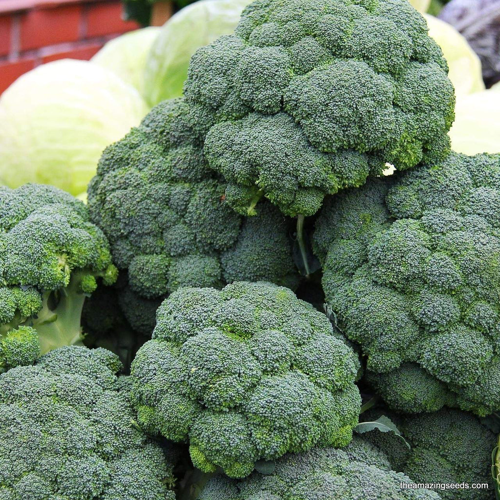 Broccoli Green Calabrese Seeds Sproutingmicrogreen The Amazing Seeds