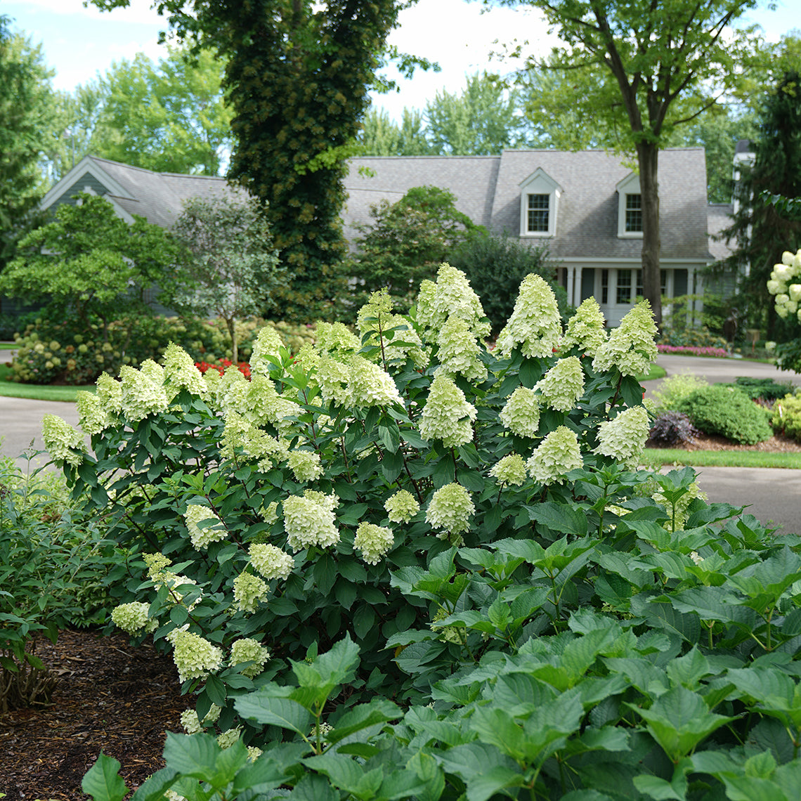 Limelight Prime® Panicle Hydrangea