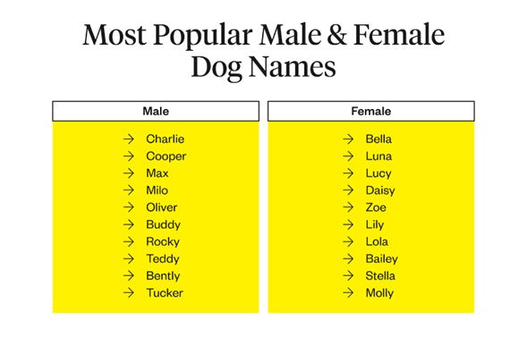 Dog Names 120 Most Popular Male And Female Dog Names Love English