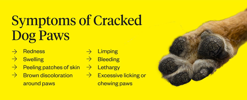 Cracked Dog Paws Causes And Treatments Dutch