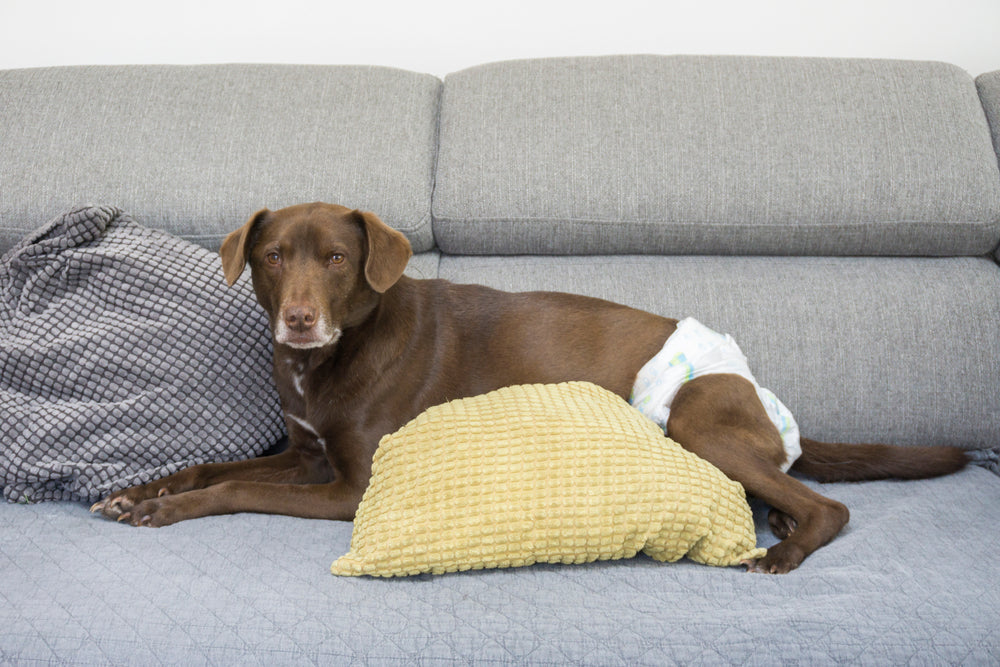 How Do I Treat My Dogs Urine Leakage