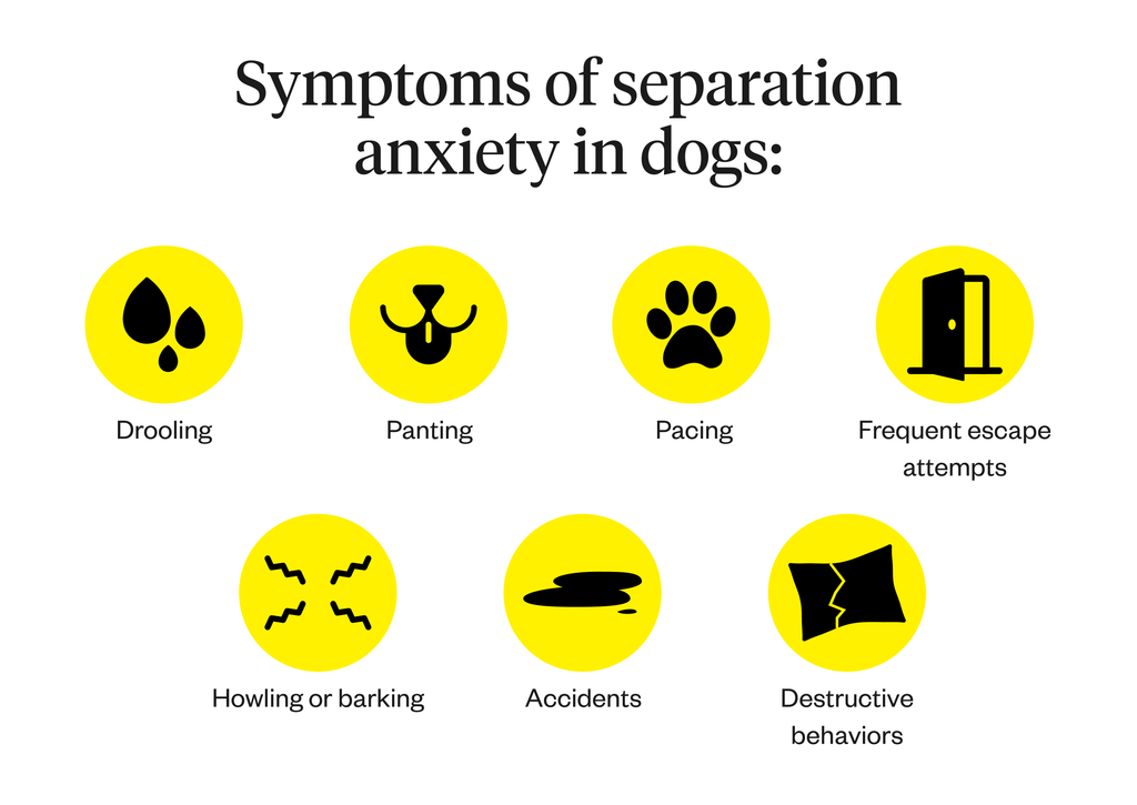 What Are Signs Of Separation Anxiety In Dogs