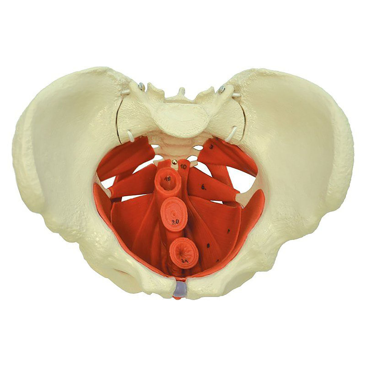 Rudiger Anatomie Female Pelvis With Pelvic Floor Muscles Fe 12 4485