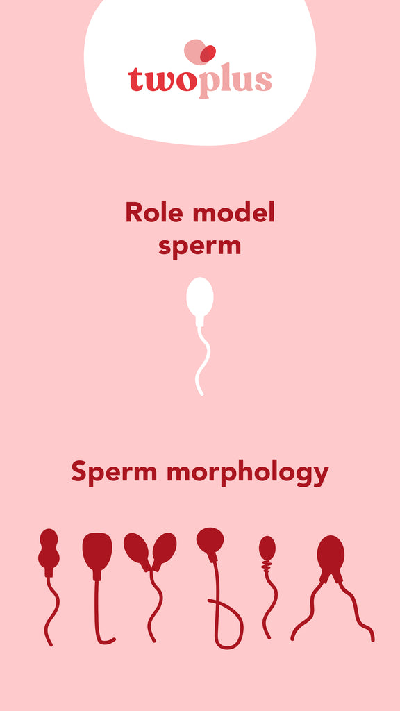 How Much Sperm Does It Take To Get Pregnant 🤔 Twoplus Fertility Blog