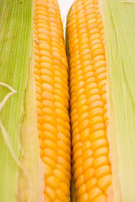 Honey Select Corn Seed Sweet Corn Organic Nursery