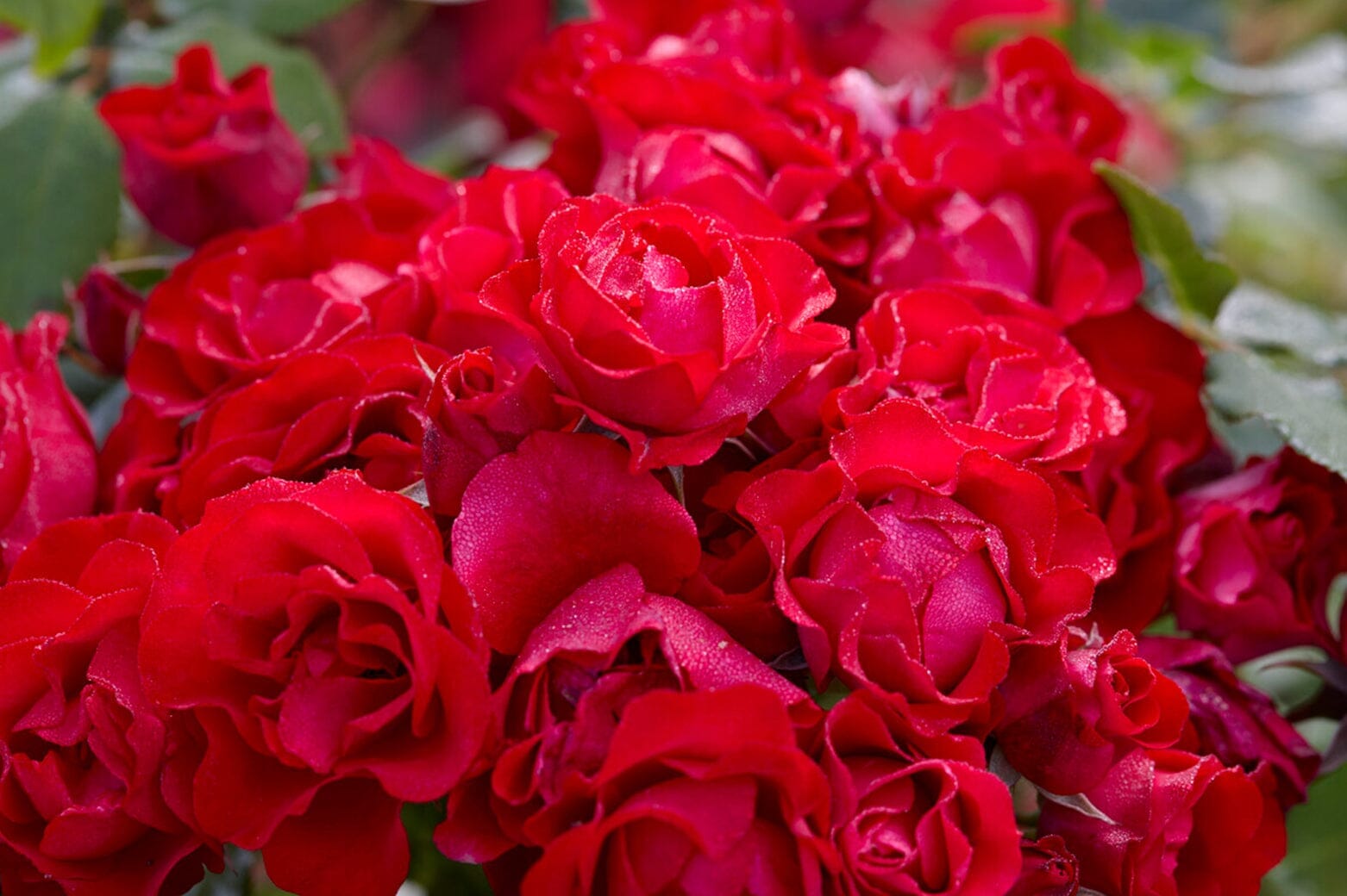 How To Care For Hybrid Tea Roses Plants For All Seasons