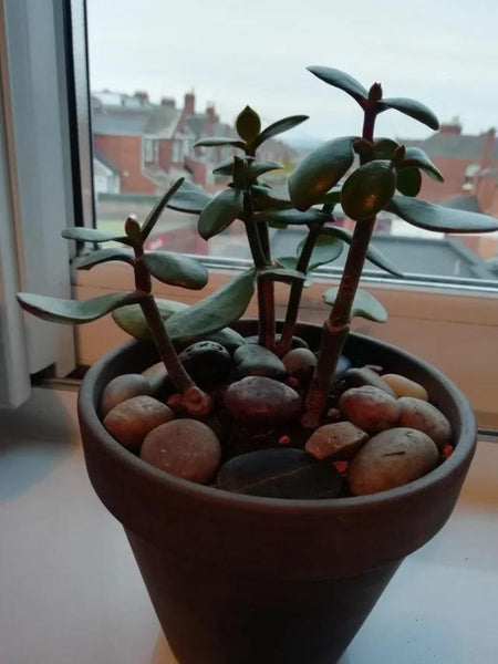 How Often To Water Jade Plant In Summer And Winter Planterhoma