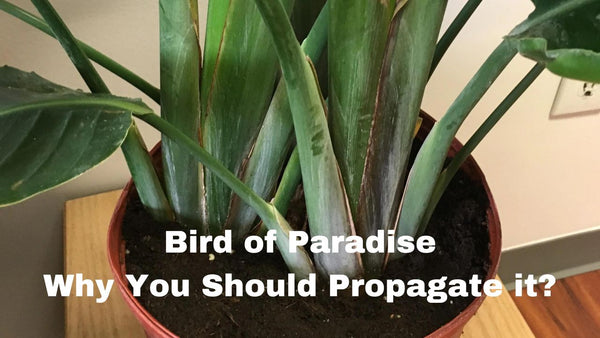 How To Propagate Bird Of Paradise A Step By Step Guide Planterhoma