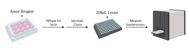 P3d Scaffolds Protocol Using Celltiter Glo 3d Cell Viability Assay