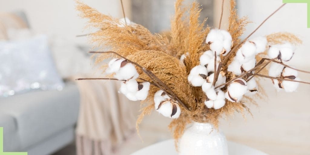 La Fleur De Coton Idéale Pour Une Déco Chic And Tendance Ma Plante