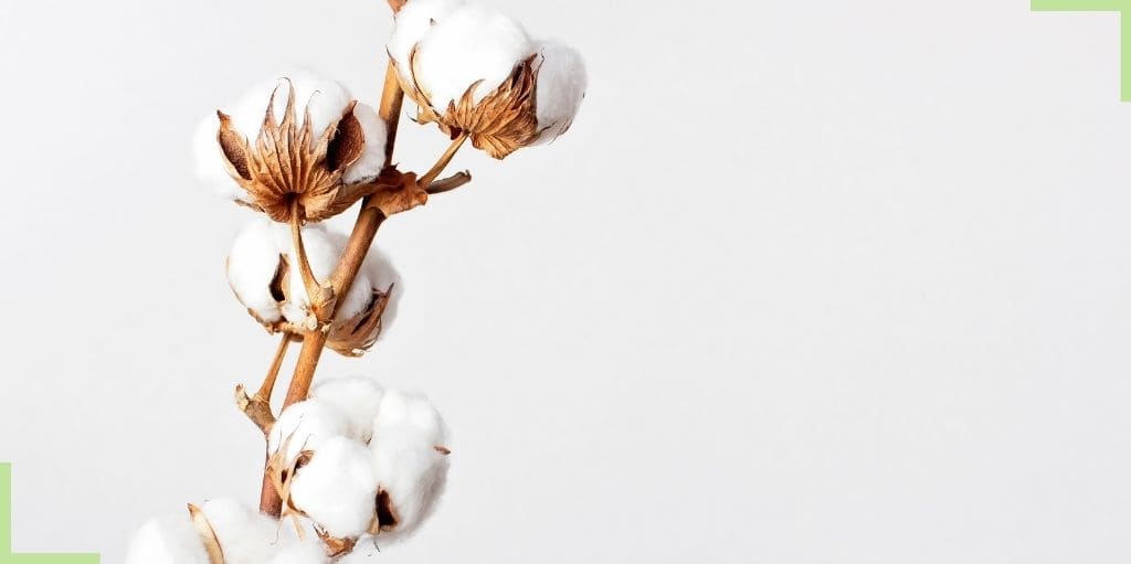 La Fleur De Coton Idéale Pour Une Déco Chic And Tendance Ma Plante