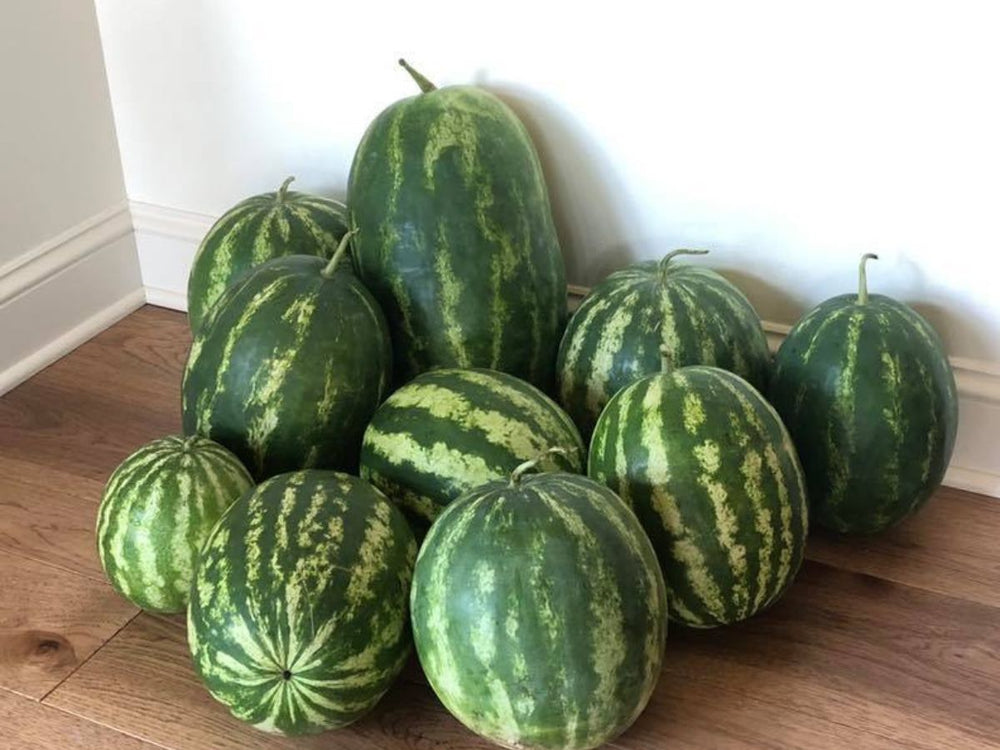 How To Grow Watermelon For A Sweet Juicy Summer Harvest Sow Right Seeds