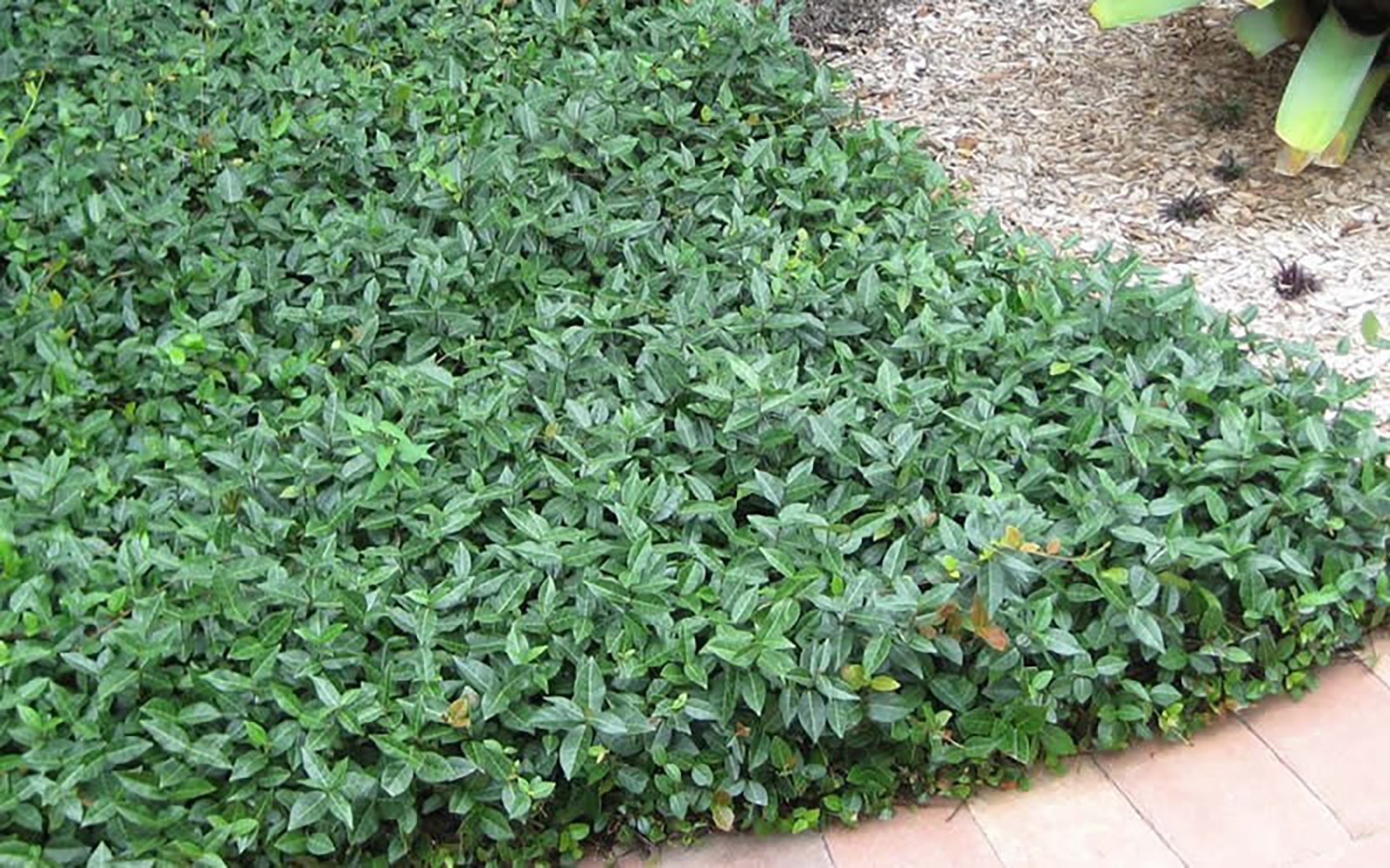 Asiatic Jasmine For Sale Jasmine Ground Cover Plants Perfect Plants