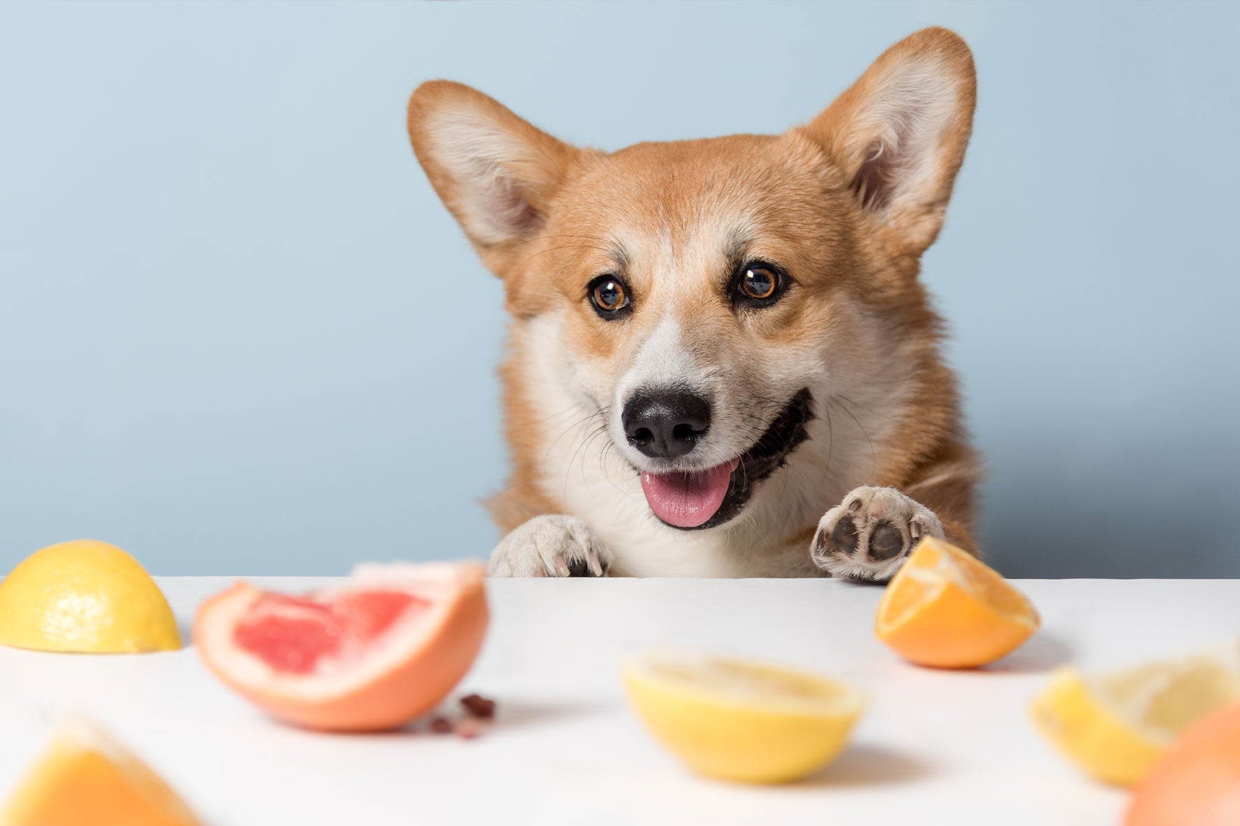 Frugt Og Hunde Må Hunde Få Vandmelon ælber Banan Og Vindruer