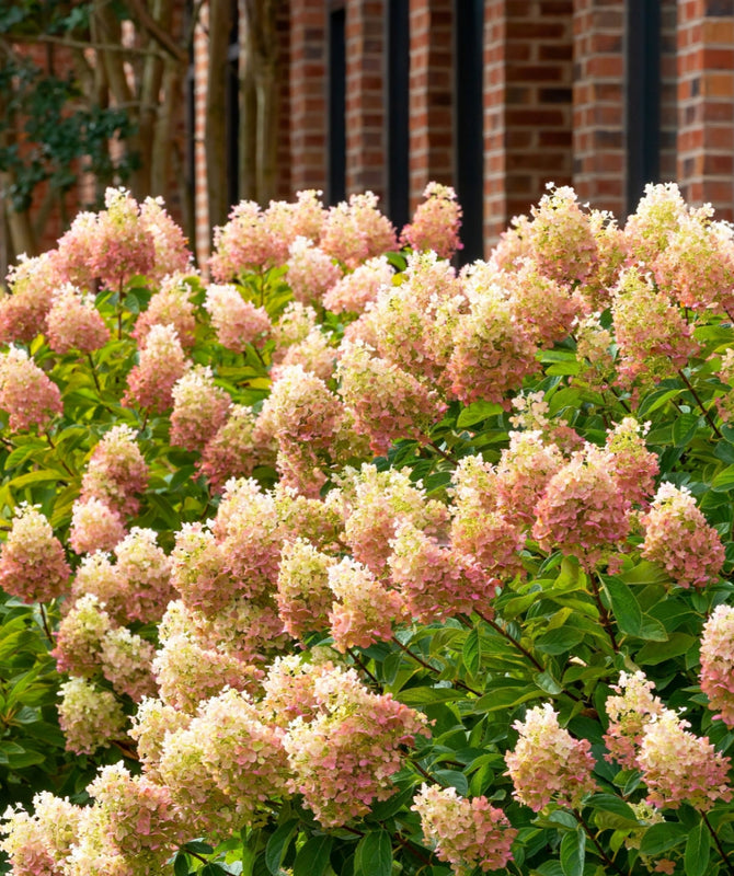 Limelight Prime® Hydrangea Bower And Branch Reviews On Judgeme