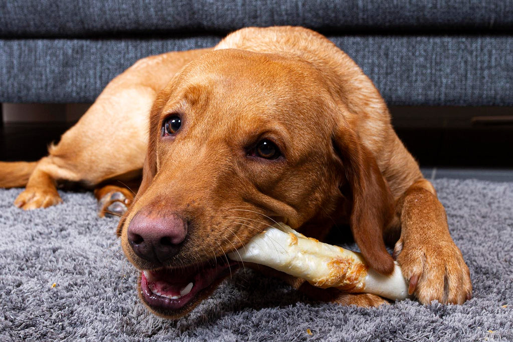 How Does Chewing On Bones Help Dogs