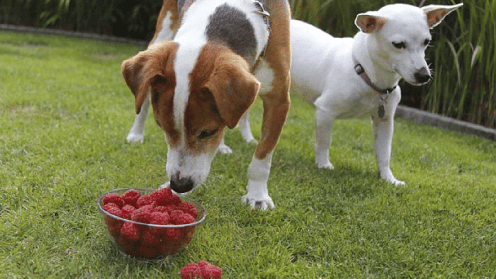 Can Dogs Eat Raspberries Benefits And Risks Explained